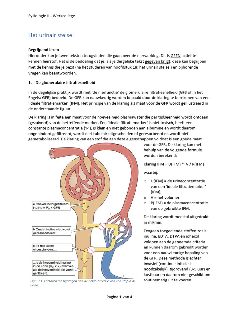 Fysiologie II - WC - 18 Het Urinair Stelsel | PDF
