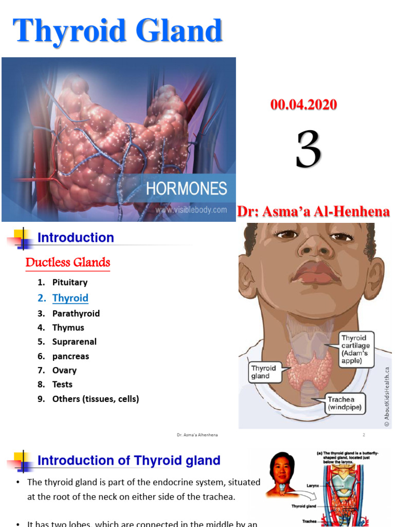3- Thyroid Gland | PDF | Thyroid Stimulating Hormone | Thyroid