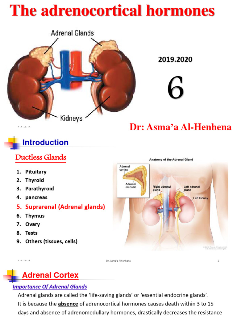 6 - The Adrenocortical Hormones | PDF | Adrenal Gland | Corticosteroid