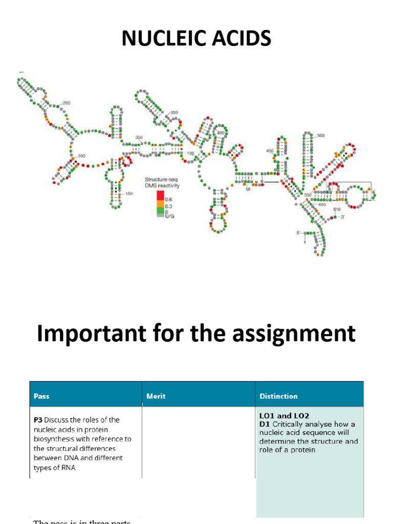 Unit 29 Biochem Nucleotides | PDF | Rna | Ribosomal Rna
