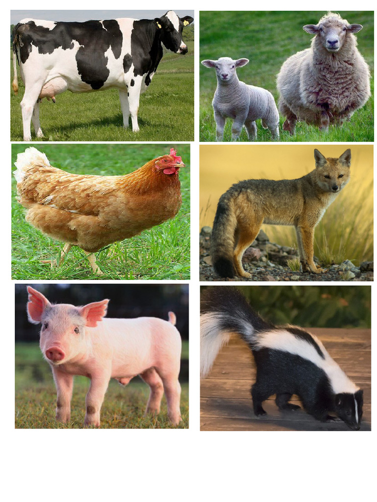 Animales en Quechua | PDF