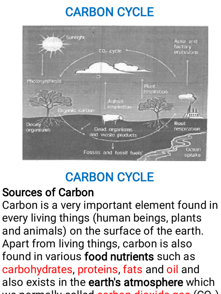 Carbon Cycle Notes | Download Free PDF | Carbon Cycle | Decomposition