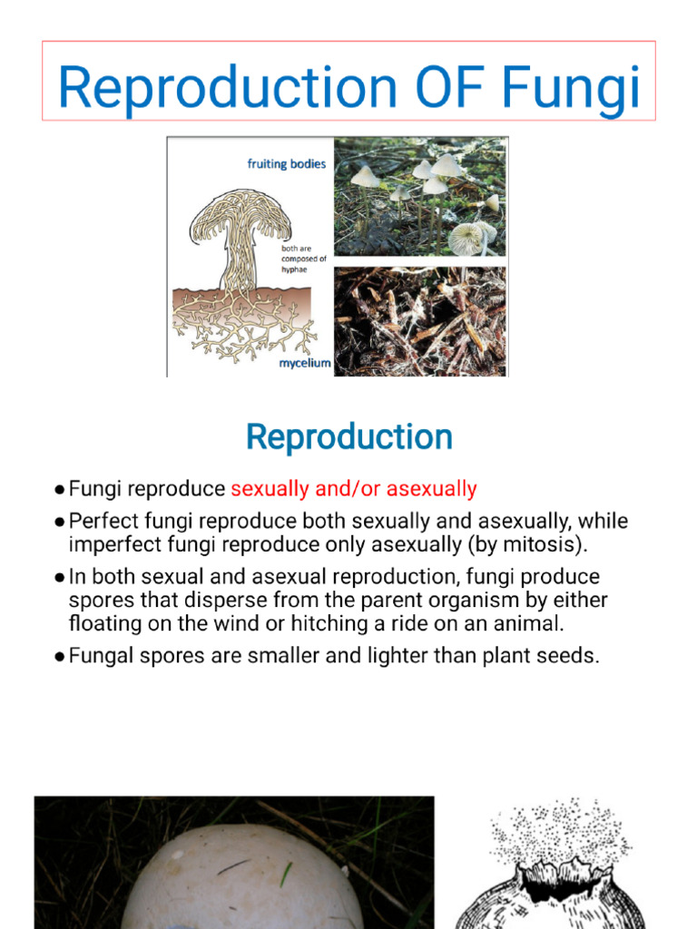 Fungi Reproduction | PDF