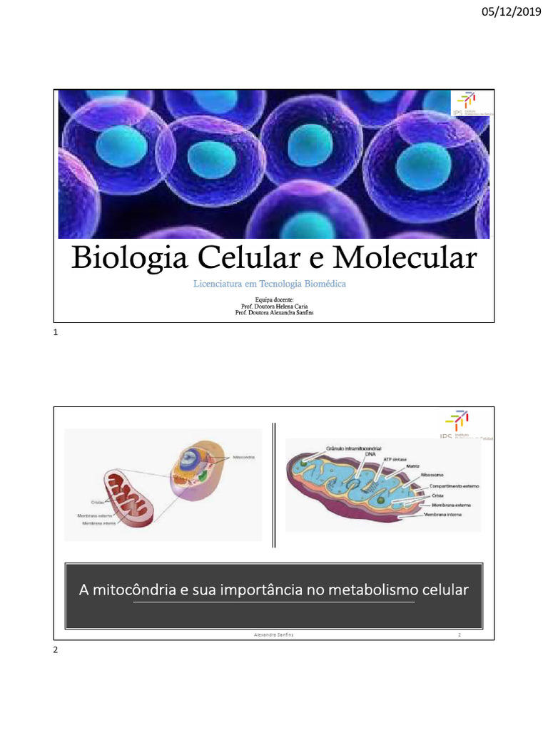 Mitocondria Pdf Mitocôndria Célula Biologia