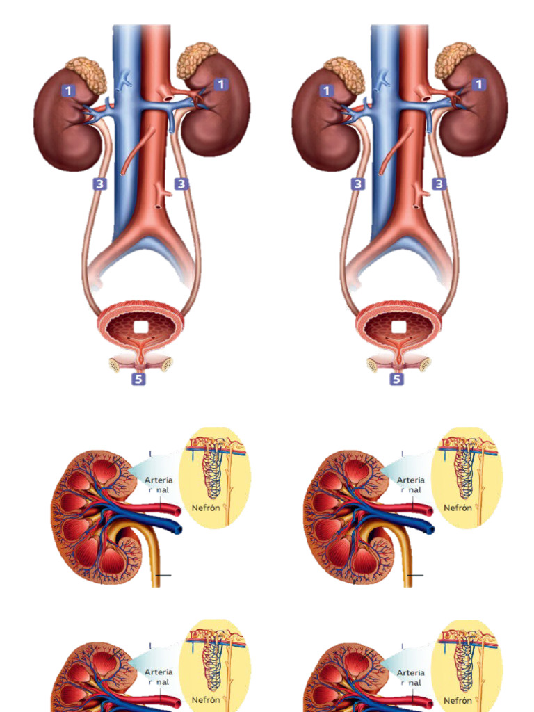 Sistema Urinario | PDF