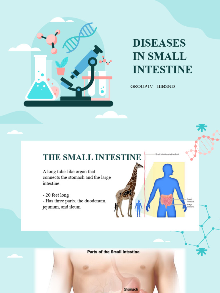 Group 4 - Mnt-Small - Intestine (Mod) | PDF | Small Intestine ...