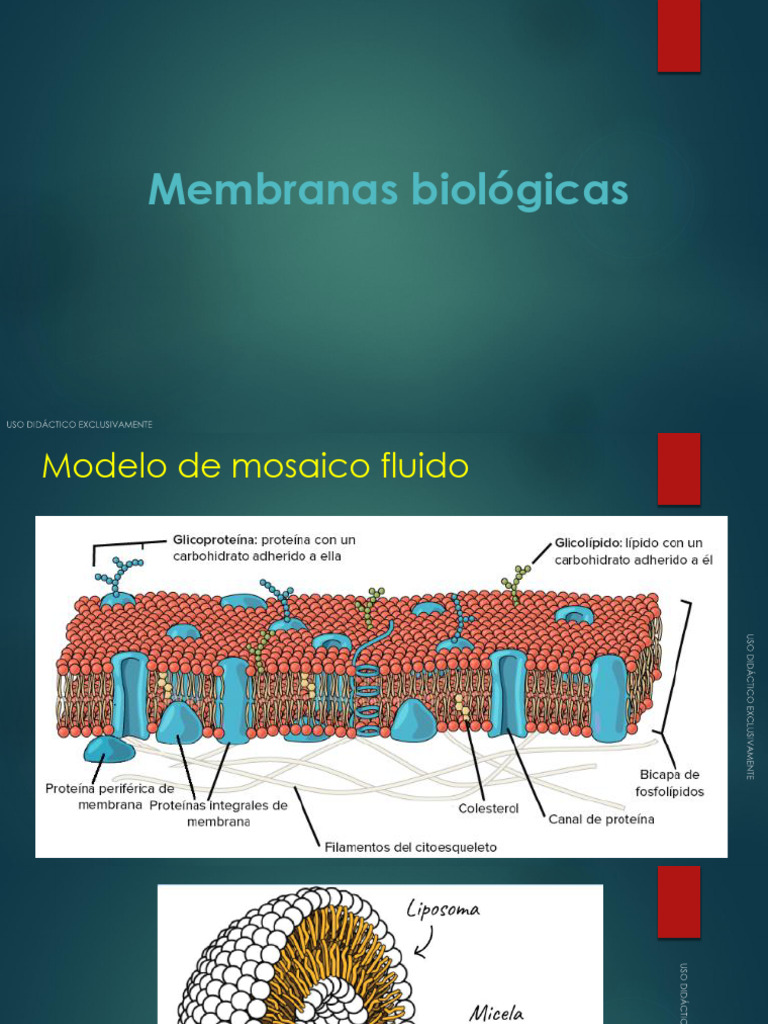 Cap.3 Membranas Biológicas | Descargar gratis PDF | Biología Celular | Biología