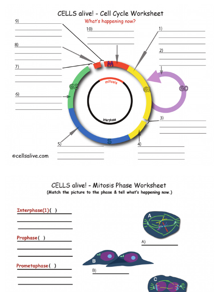 Cell Cycle Diagram | PDF