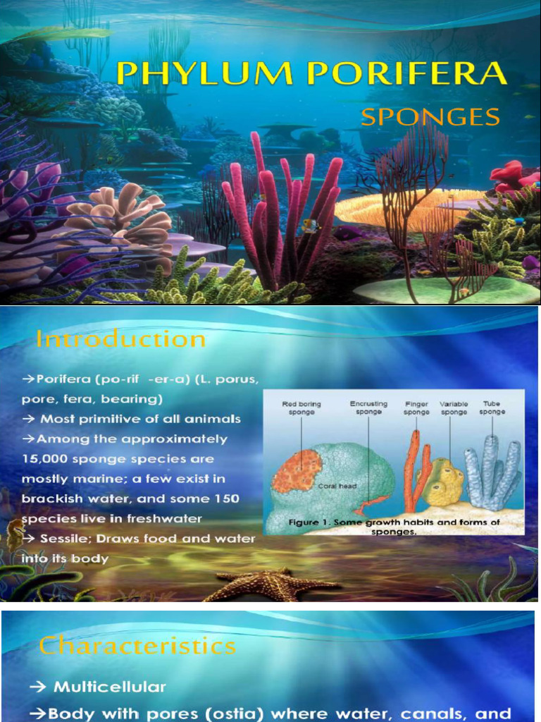 Clss and GC | PDF | Sponge | Atrium (Heart)