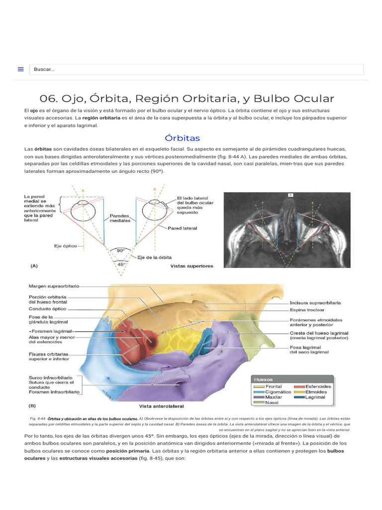 Ojo, Órbita, Región Orbitaria, y Bulbo Ocular - Enfermería | PDF | Ojo ...