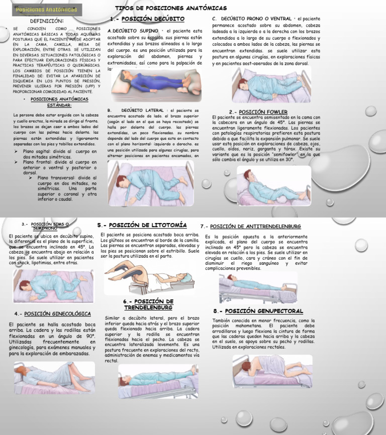 Posiciones Anatómicas Básicas | PDF | Términos anatómicos de ubicación