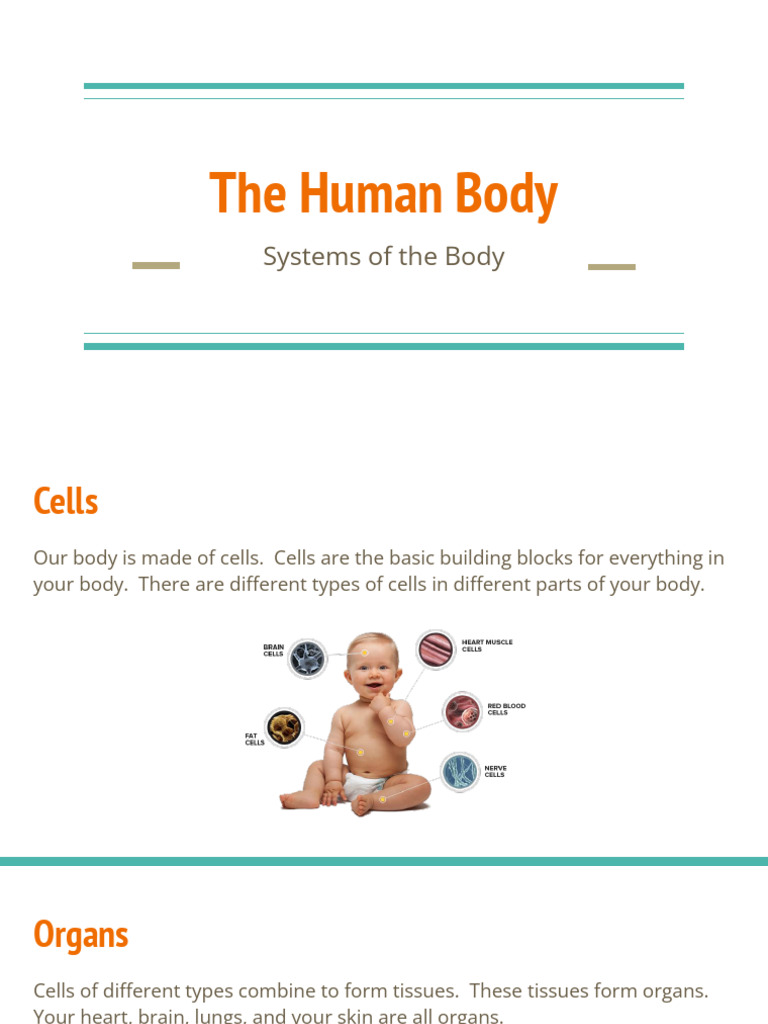 Overview of Human Body Systems | PDF | Self-Improvement | Science ...