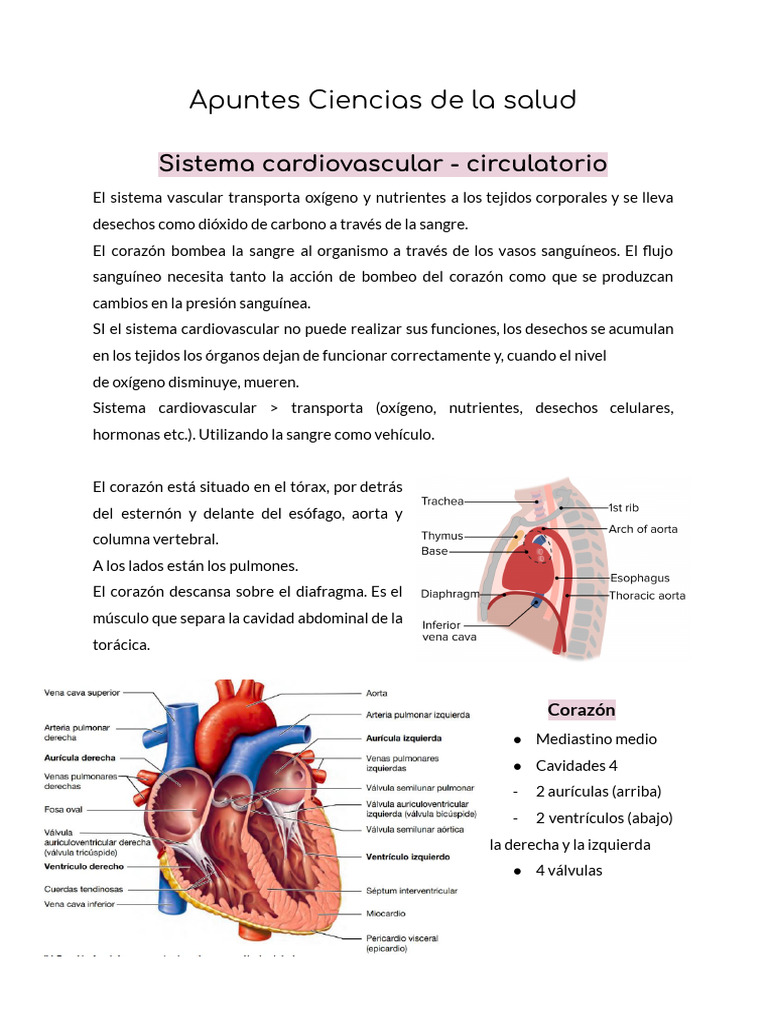 Apuntes Ciencias de La Salud | PDF | Pulmón | Corazón Apuntes Ciencias de La Salud | PDF | Pulmón | Corazón
