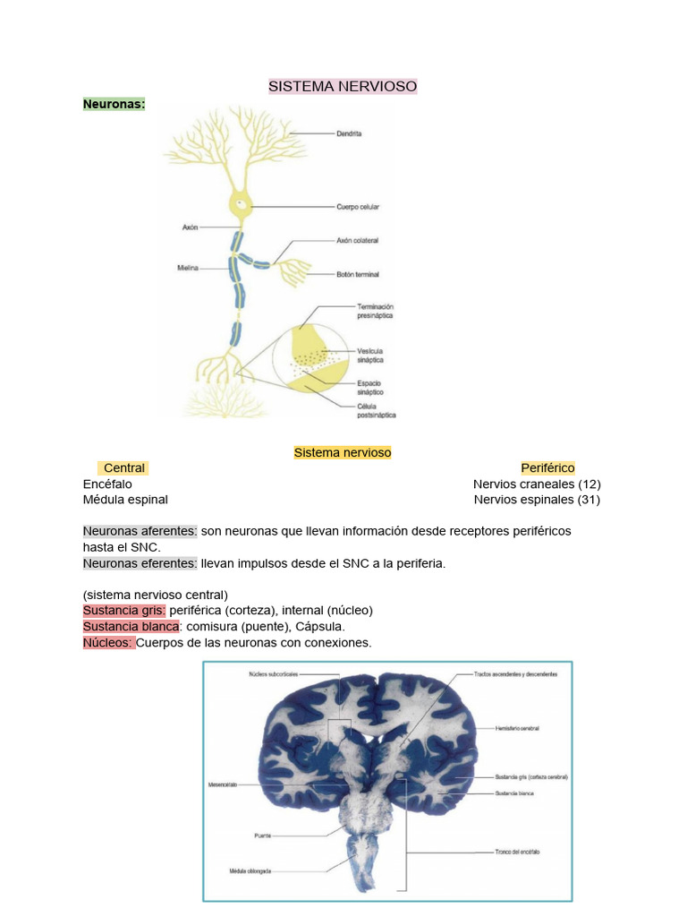 Resumen Sistema Nervioso | PDF | Sistema nervioso | Médula espinal