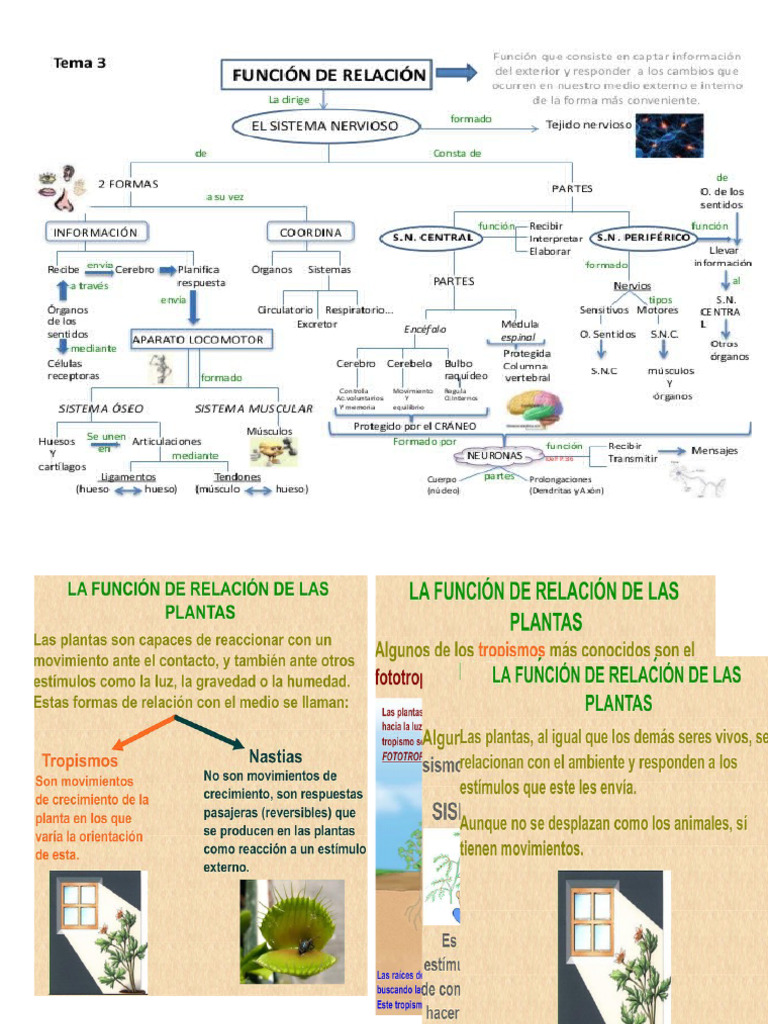 Funcion de Relacion-Mapa Conceptual | PDF