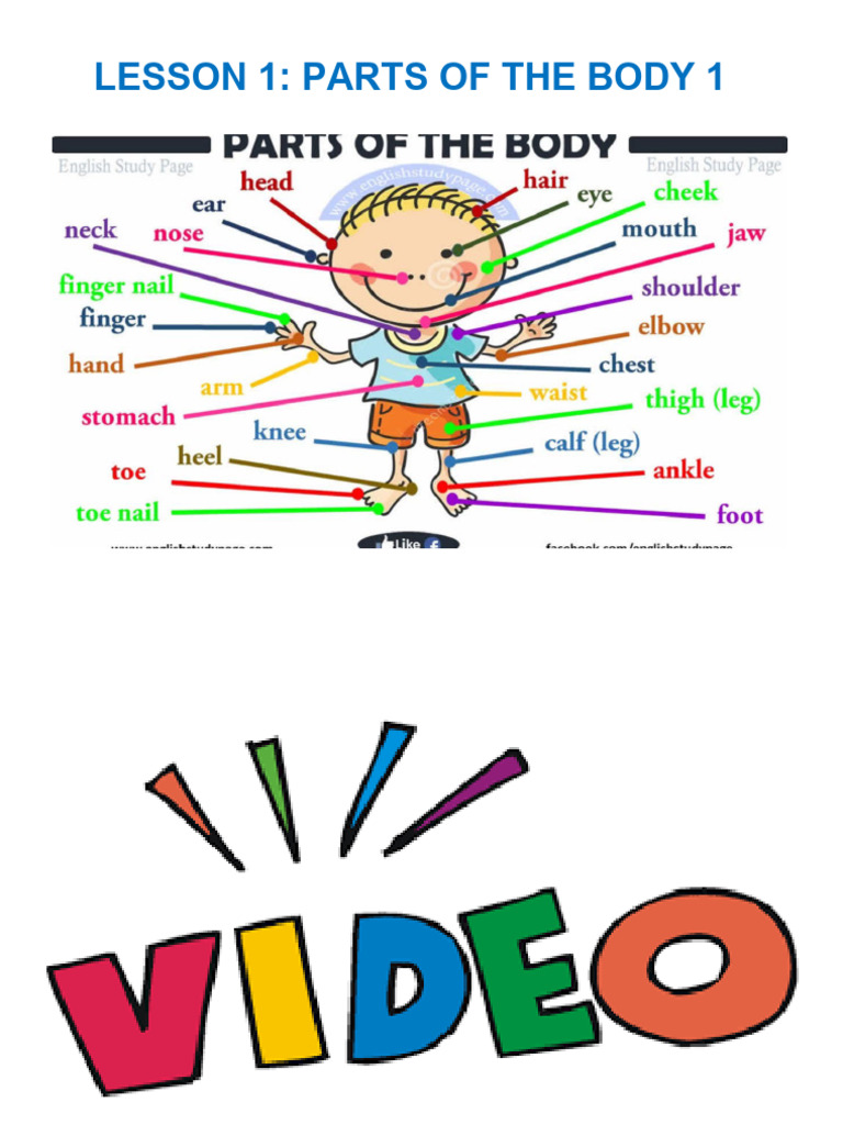 Lesson 1 - Parts of The Body | PDF | Abdomen | Thorax