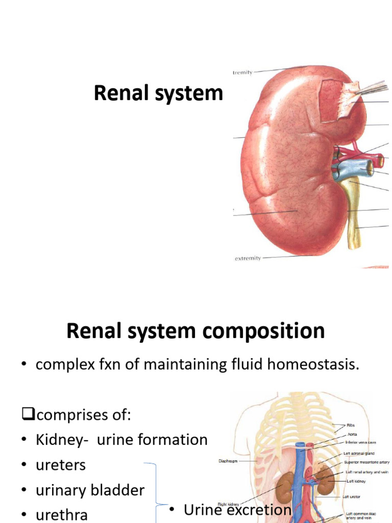Renal Sys | Download Free PDF | Kidney | Urinary System