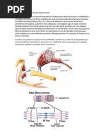 Funciones y Estructura del Sarcolema | PDF | Músculo esquelético ...