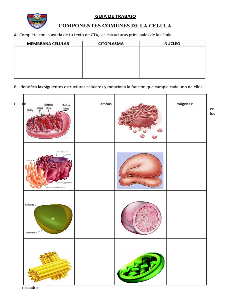 La Celula y Organelos-Actividades de Reforzamiento | PDF | Citoplasma ...