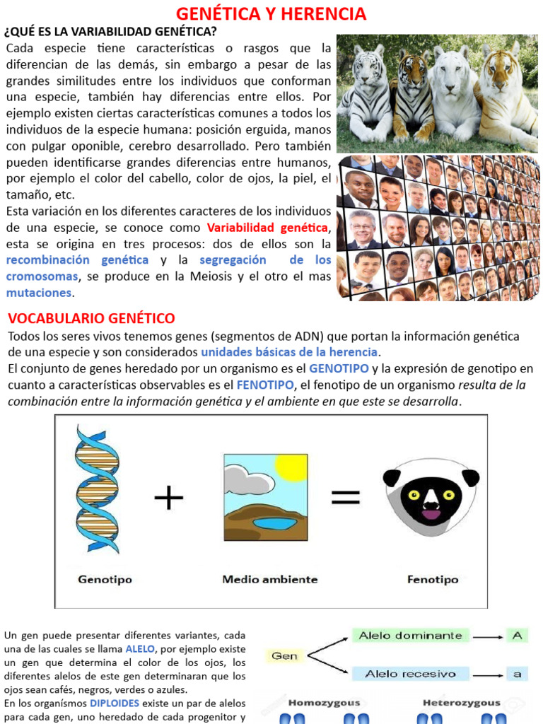 Genética y Herencia | PDF | Alelo | Dominancia (Genética)