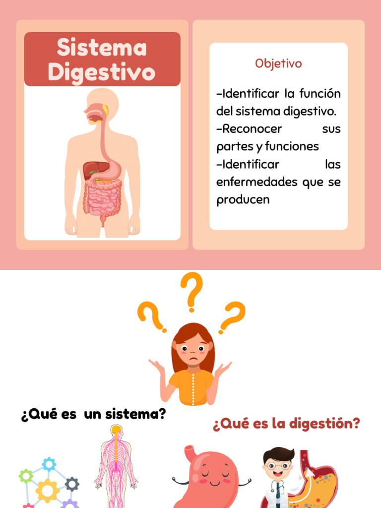Tarjetas Educativas Del Sistema Digestivo Ilustradas Rojo y Rosa | PDF ...