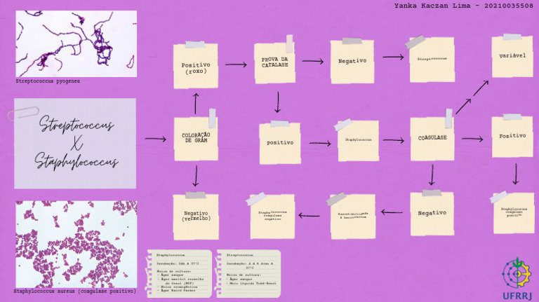 Análise de Staphylococcus e Streptococcus | PDF | Estreptococos | Bactérias
