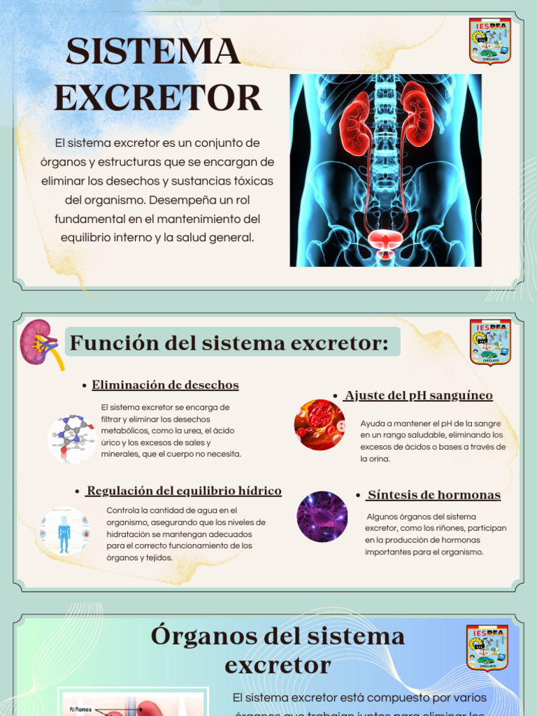 Sistema Excretor | PDF | Sistema urinario | Riñón