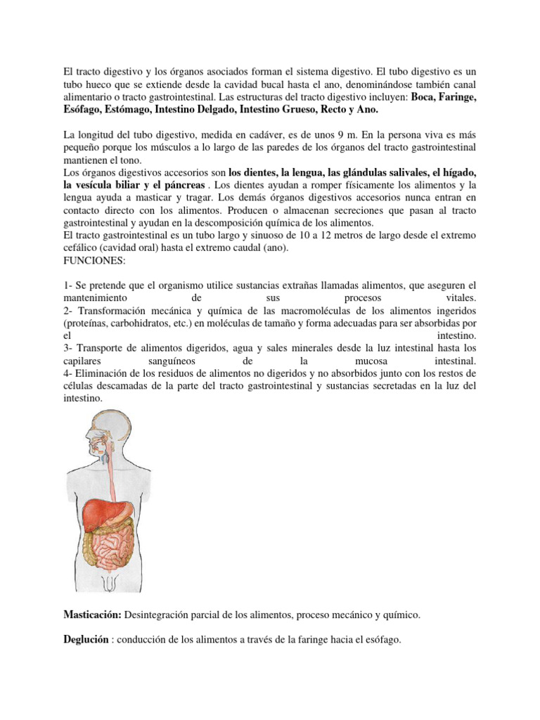 Estructura y Función del Tracto Digestivo | PDF | Sistema digestivo ...