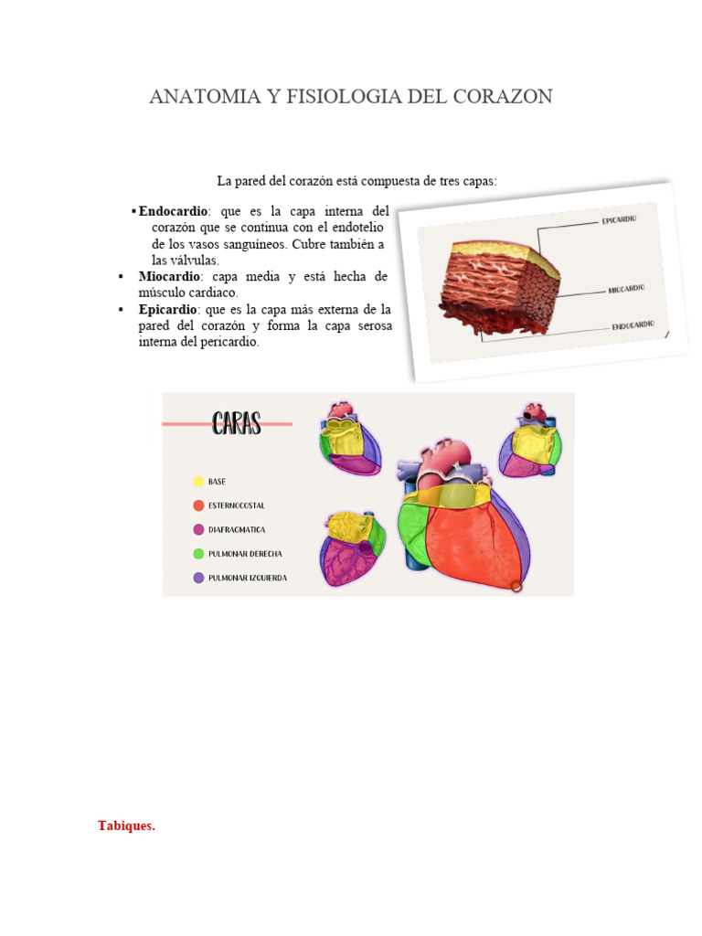 Anatomia Y Fisiologia Del Corazon Pdf Corazón Sistema Circulatorio