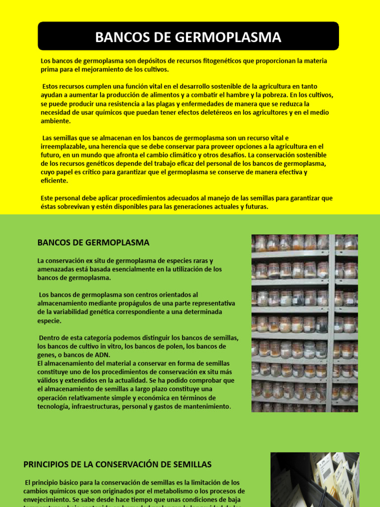Clase 12 MEJORAMIENTO PLANTAS AUTÓGAMAS | PDF | Fitomejoramiento | Fenotipo Clase 12 MEJORAMIENTO PLANTAS AUTÓGAMAS | PDF | Fitomejoramiento | Fenotipo
