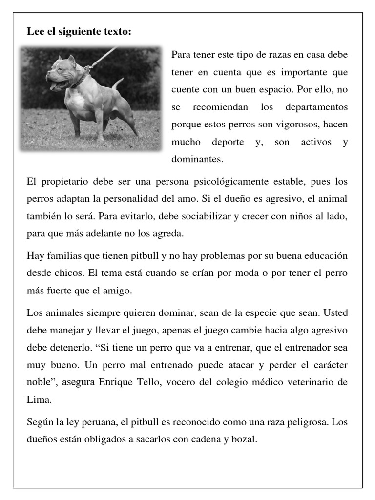 Descripción del perro Pitbull | PDF | Perros