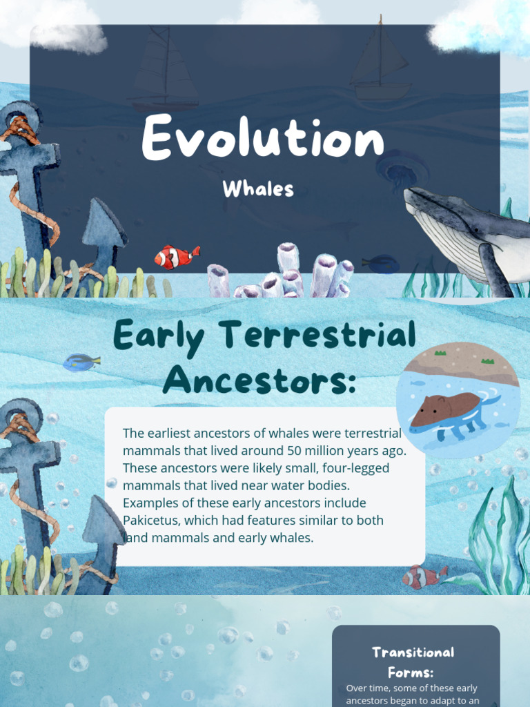 Evolution of Whales | PDF