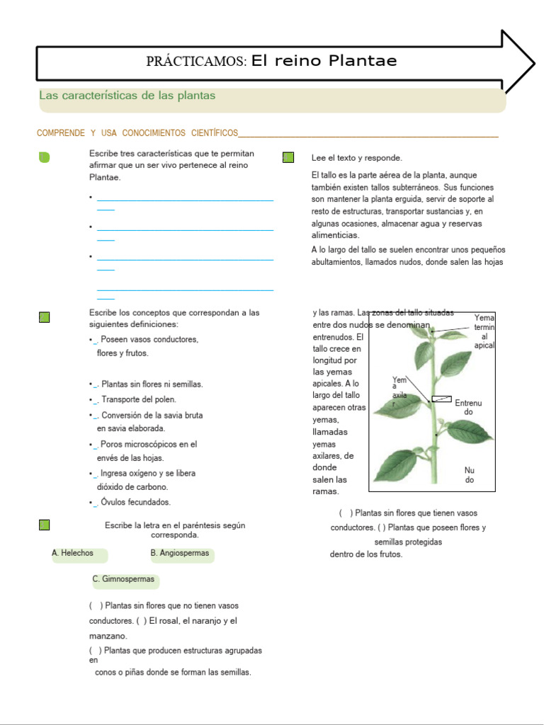 A1º-Pract-Act1 Cyt U2 | PDF | Tallo de la planta | Plantas