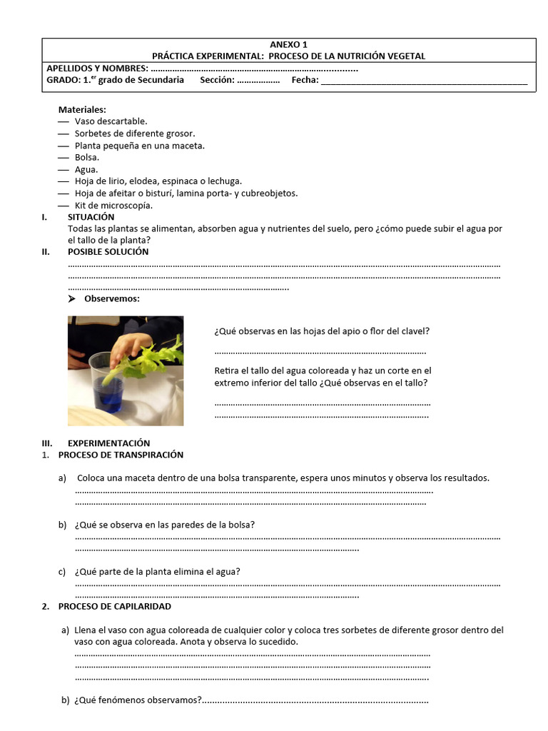 nutricion de las plantas experimento | Descargar gratis PDF | Plantas ...