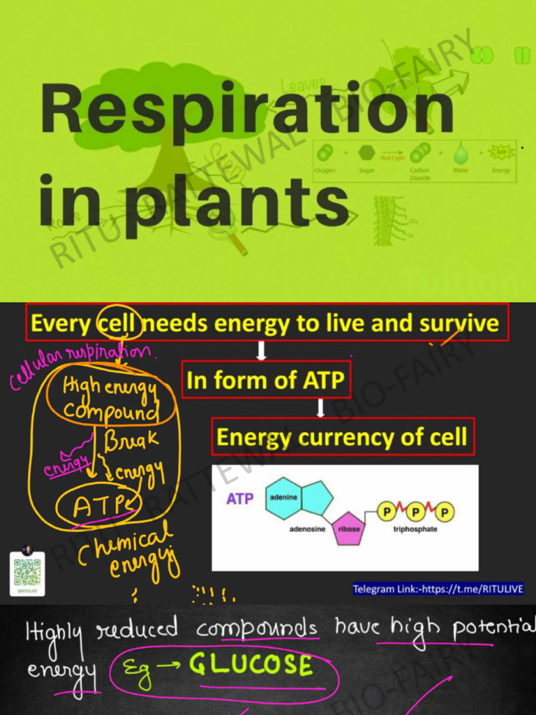 Notes (Respiration in Plants) - Compressed | PDF
