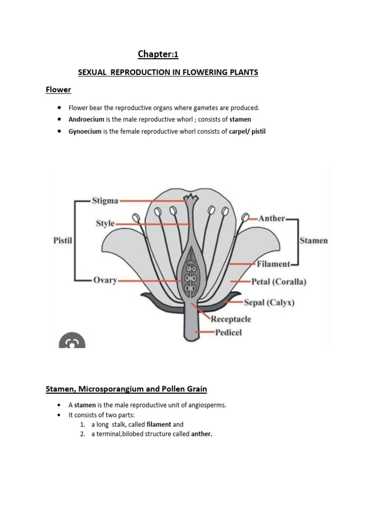 Chapter 1 (Sexual Reproduction in Flowering Plants) | PDF | Seed | Biology