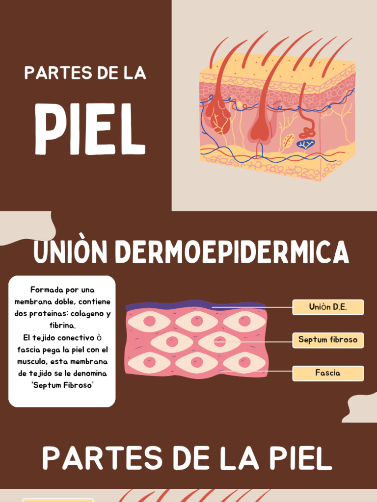 Fun and Colorful Parts of The Skin Science Presentation | Descargar ...