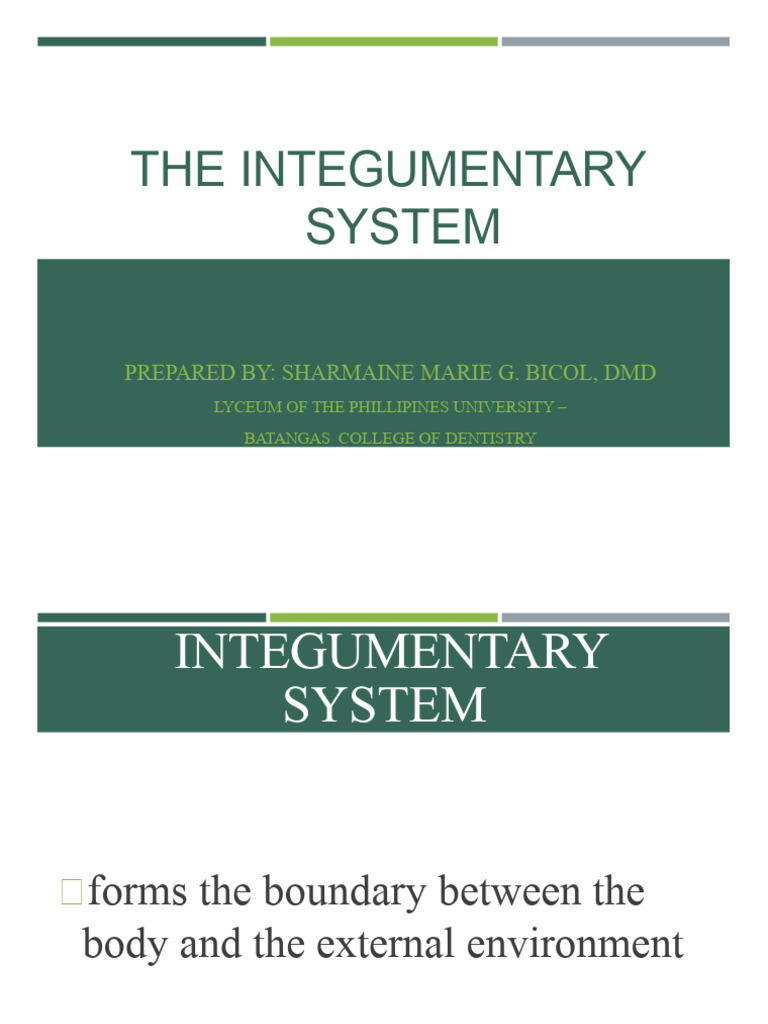 Chapter 4 Integumentary System | PDF | Skin | Epidermis