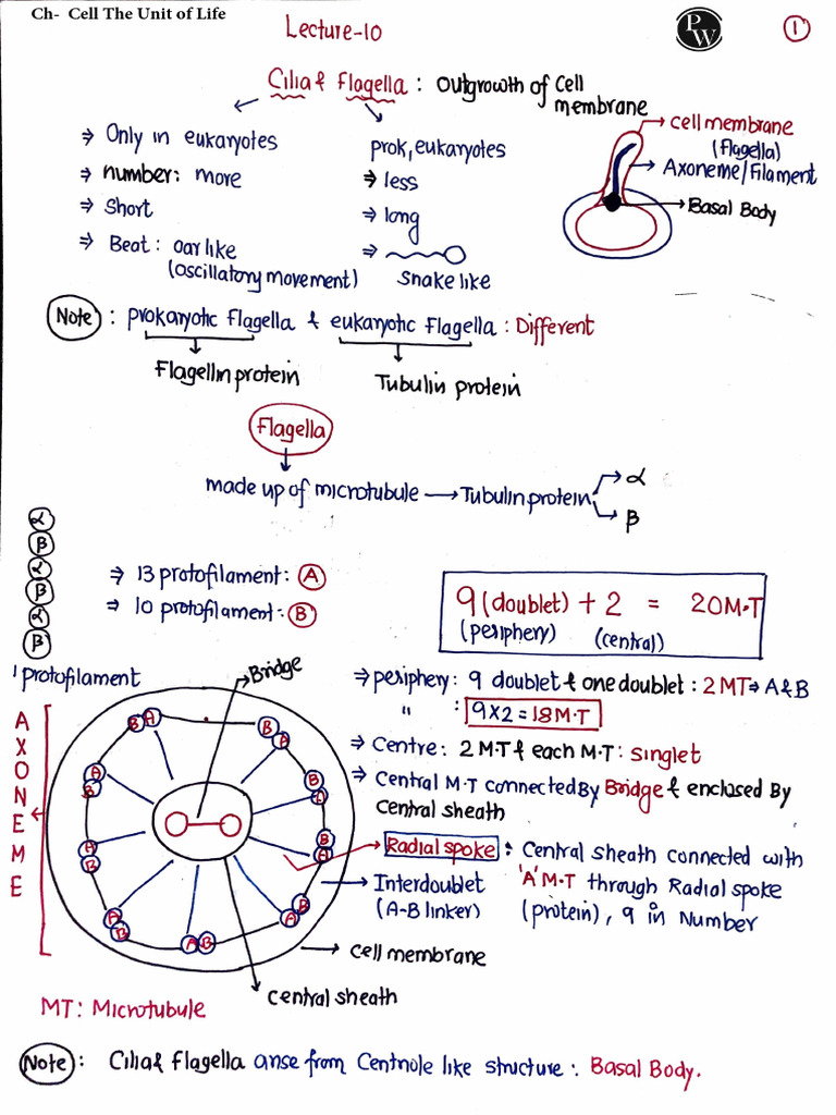 Cell - The Unit of Life 10 _ Handwritten Notes __ Arjuna NEET 2025 | PDF