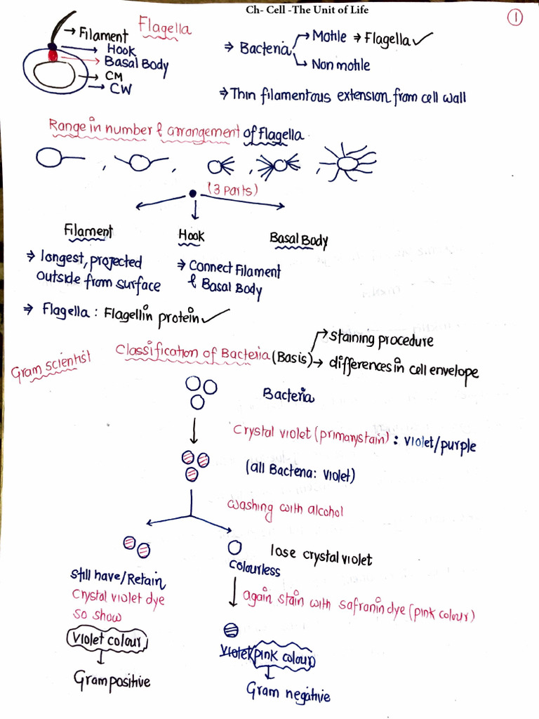 Cell - The Unit of Life 04 _ Handwritten Notes __ Arjuna NEET 2025 | PDF