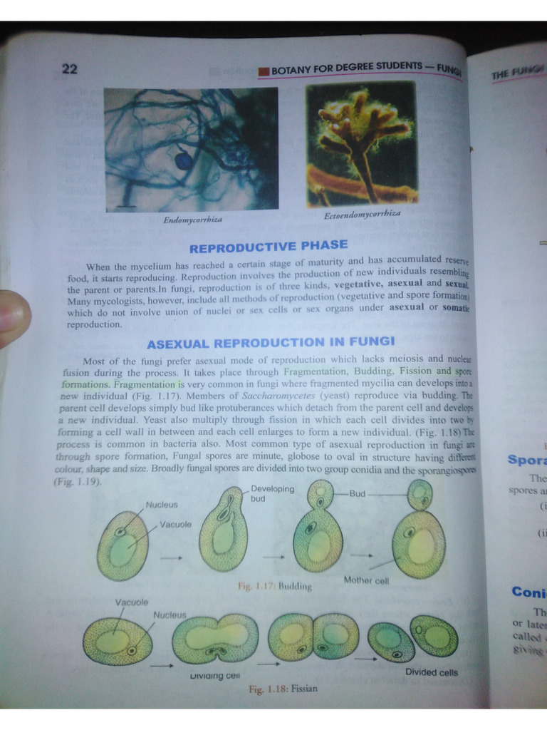 Asexual Reproduction in Fungi by Vashishta. | PDF