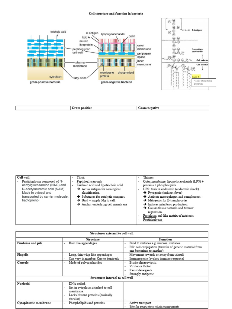 SDL - Cell Structure and Function in Bacteria | PDF | Bacteria | Cell ...