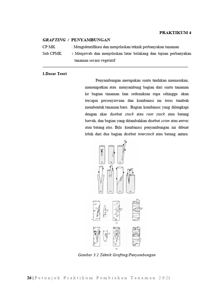 Modul Acara 4 Grafting | PDF