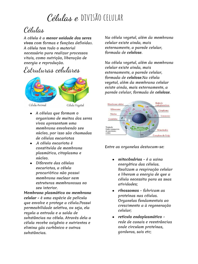 Células e Divisão Celular | PDF | Célula (Biologia) | Mitose