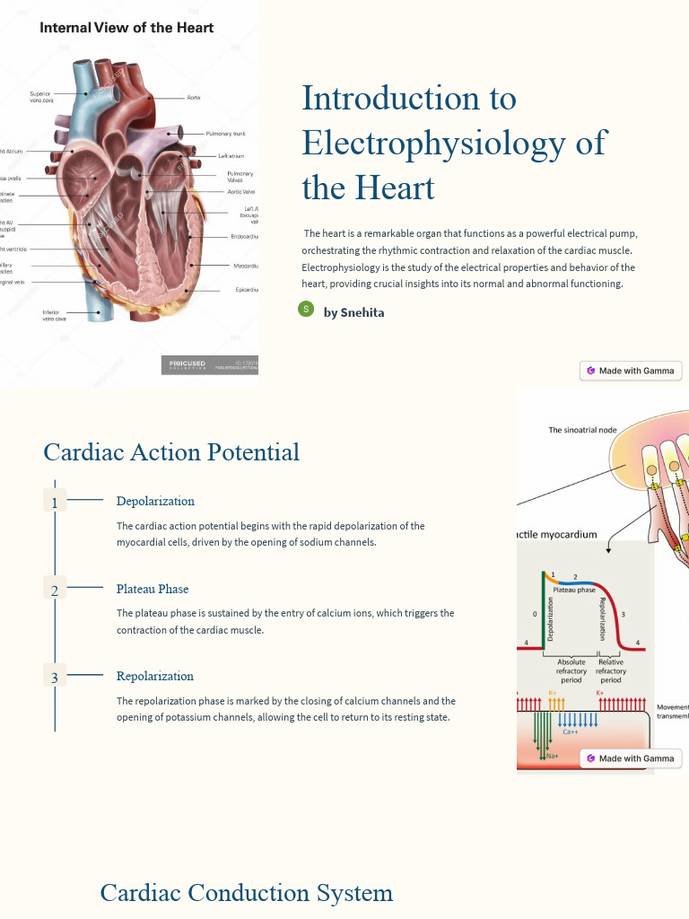 Electrophysiology of Heart | PDF | Heart | Cardiology