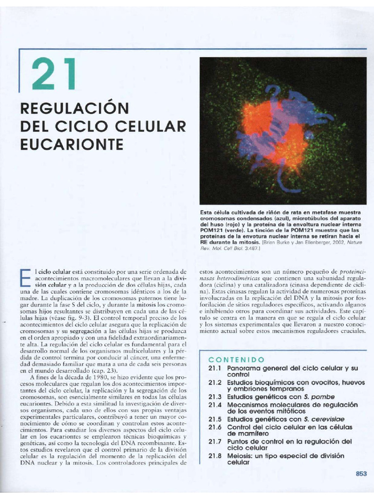 Ciclo Celular - Lodish-Cap 21-p853-858 | PDF