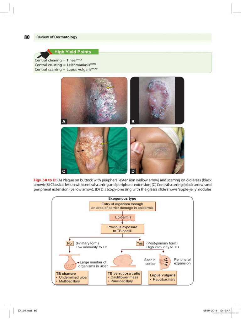 Derma | PDF