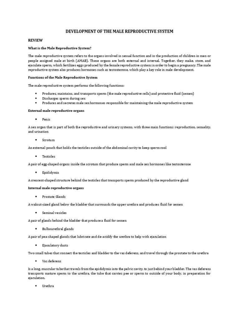 DEVELOPMENT OF THE MALE REPRODUCTIVE SYSTEM Transcript | Download Free ...