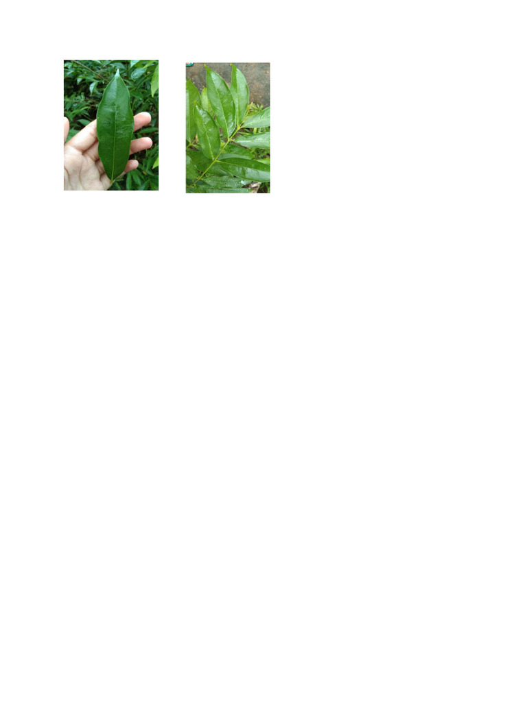 SPT Daun | PDF