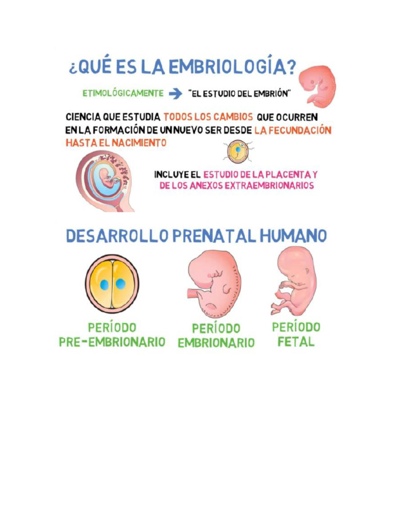 Embrion Es | PDF | Embrión | Desarrollo prenatal